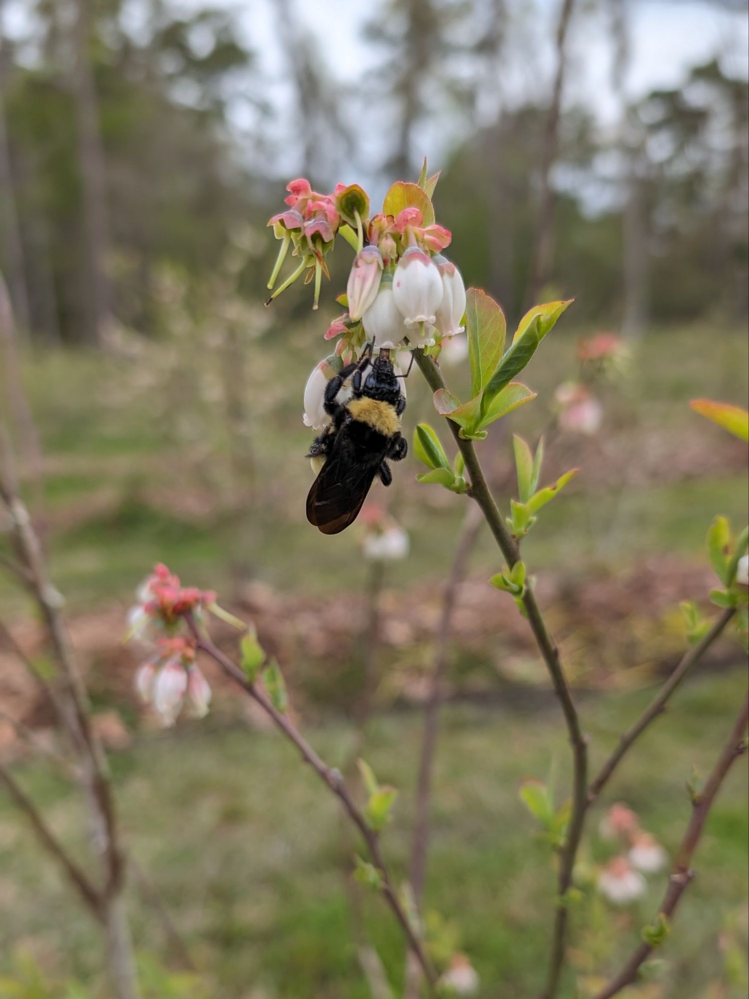 Big Branch Apiary, LLC – Local honey in southeast Louisiana.